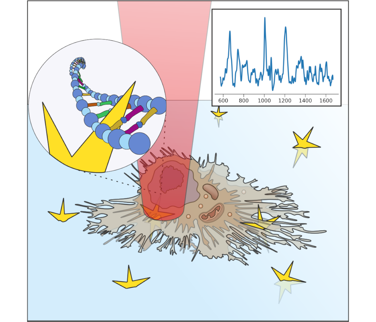 Nanomaterials | Free Full-Text | Live Cell Poration by Au Nanostars to ...