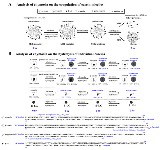 Influence of Chymosin on Physicochemical and Hydrolysis Characteristics ...