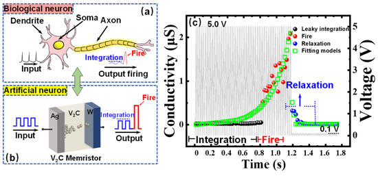 Artificial Neurons Based on Ag/V2C/W Threshold Switching Memristors