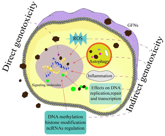 Direct and Indirect Genotoxicity of Graphene Family Nanomaterials on ...