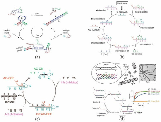 Development of Synthetic DNA Circuit and Networks for Molecular ...