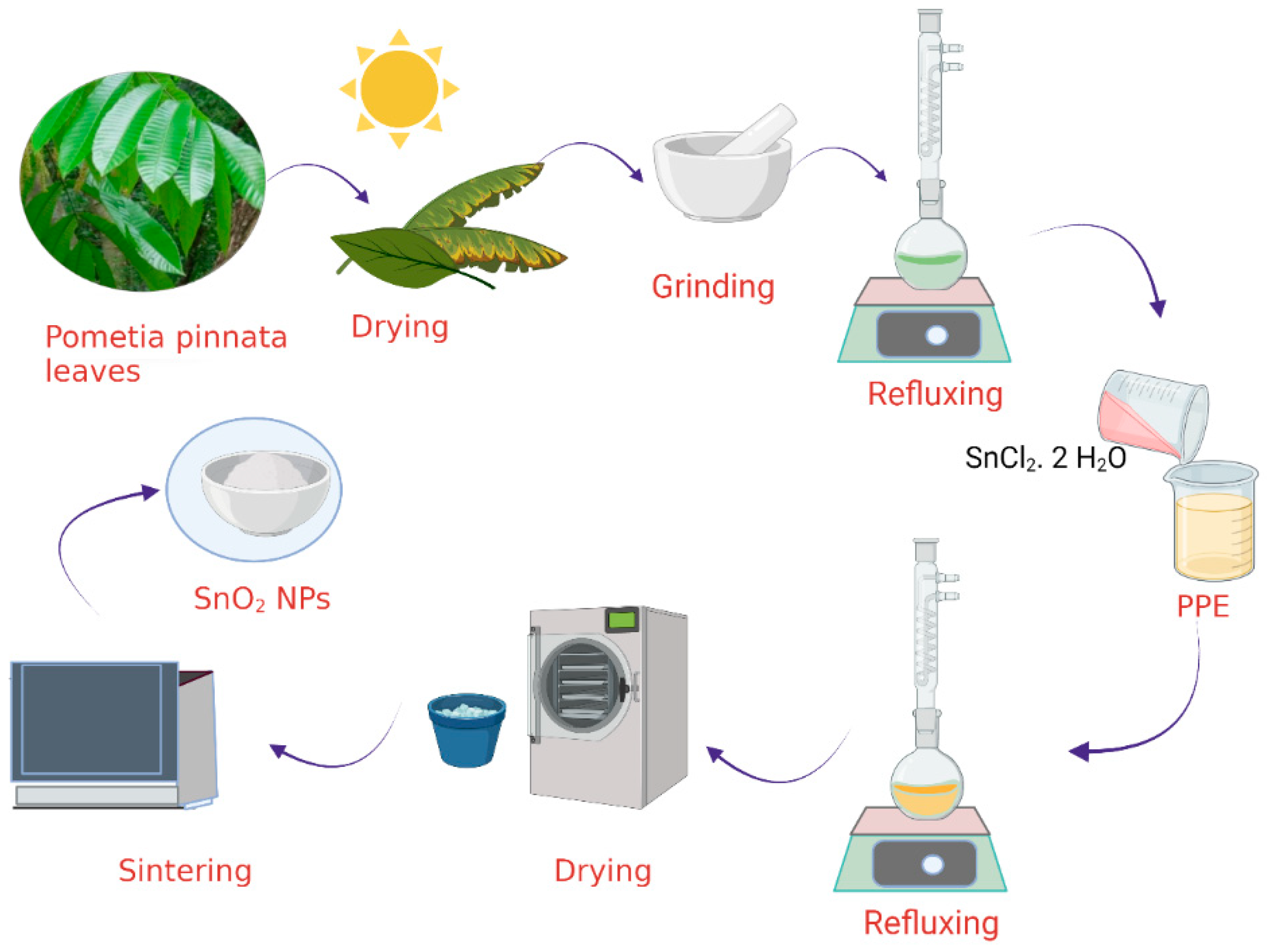 Flower-like SnO2 Nanoparticle Biofabrication Using Pometia pinnata Leaf ...
