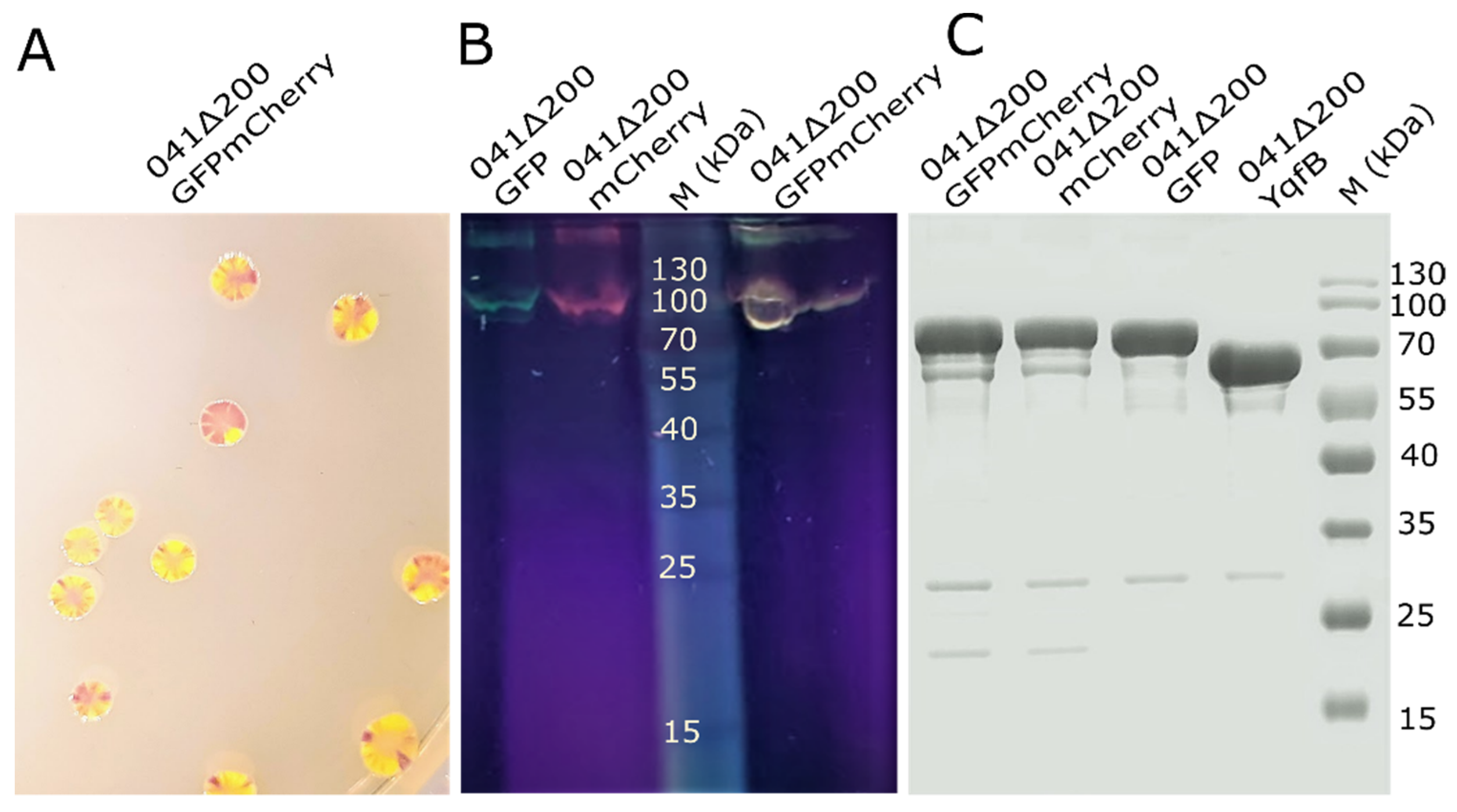 Functionalized Protein Nanotubes Based on the Bacteriophage vB_KleM ...