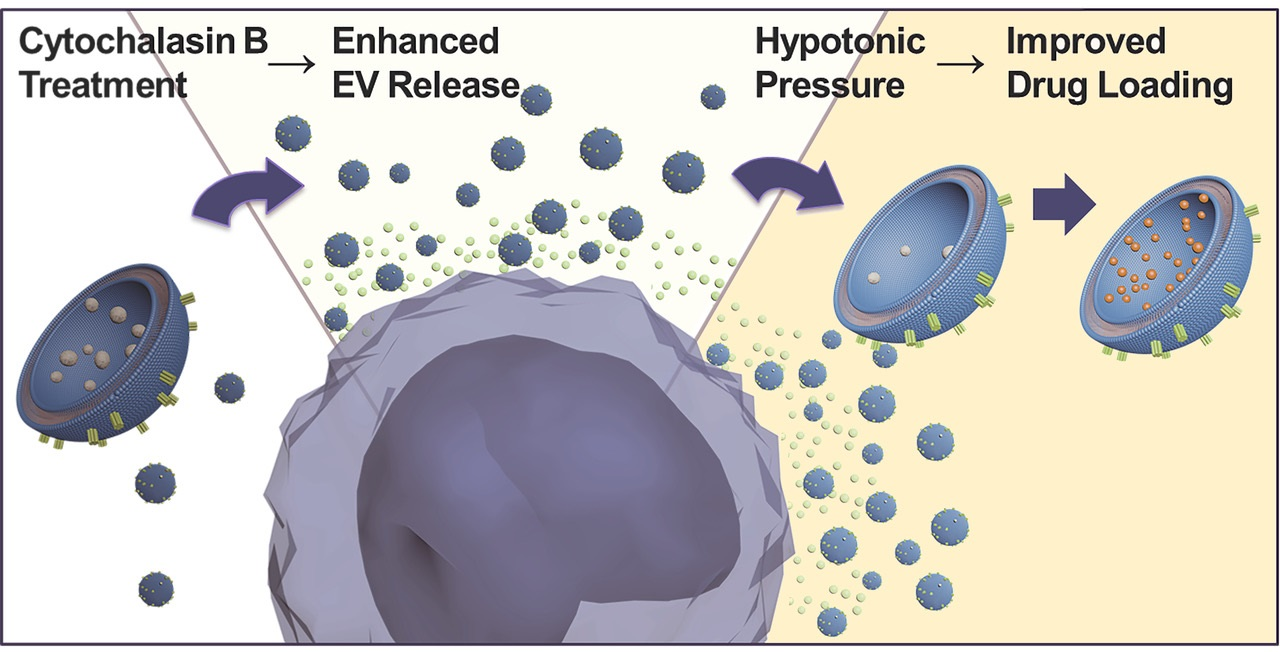 Nanomaterials | Free Full-Text | Cytochalasin B Treatment and Osmotic ...