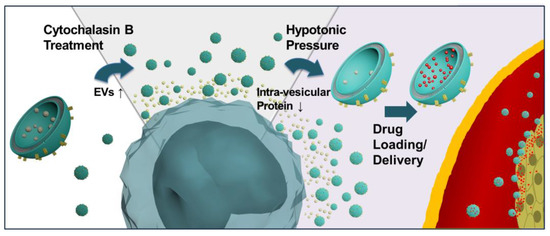 Cytochalasin B Treatment and Osmotic Pressure Enhance the Production of ...