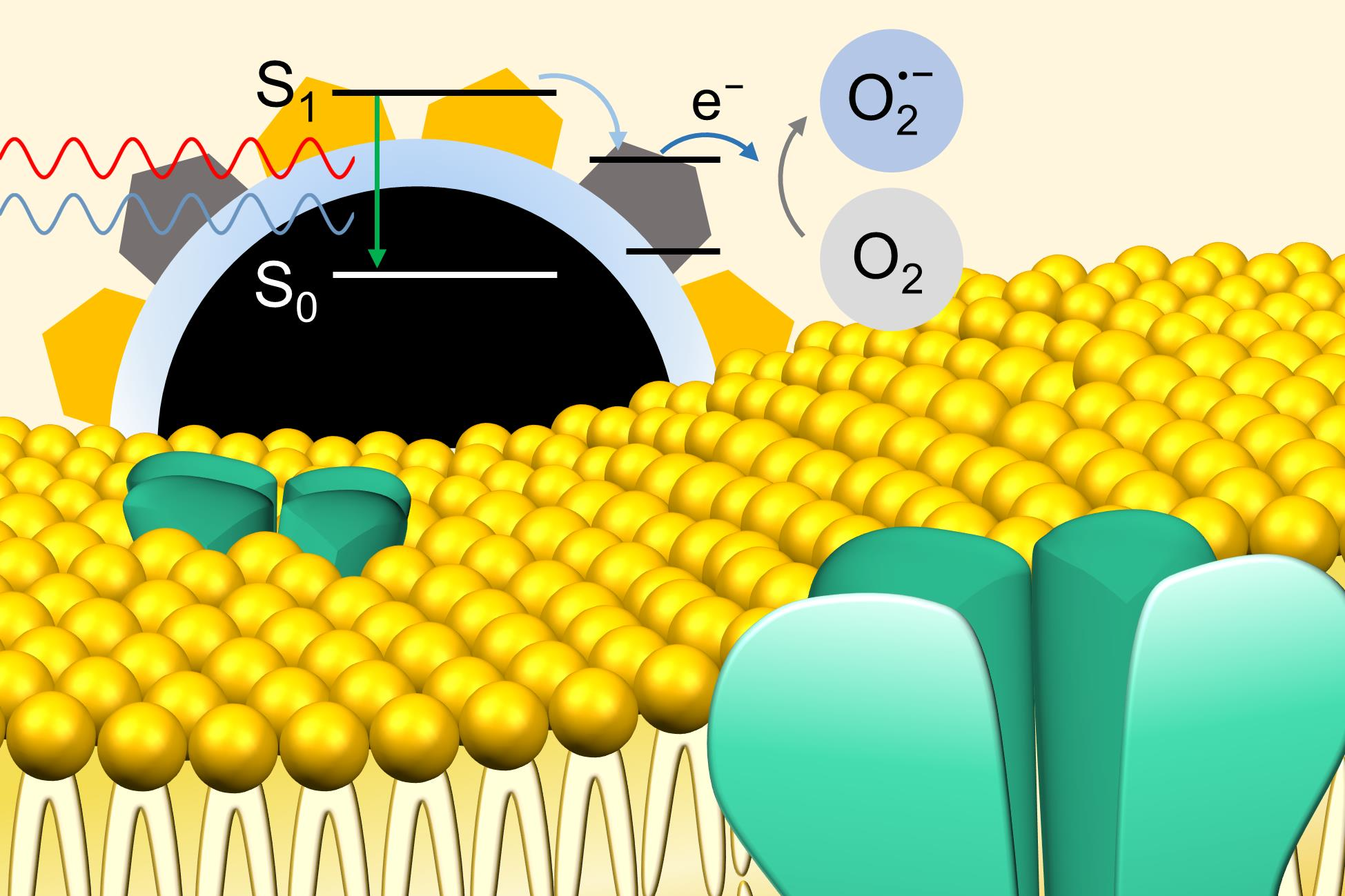 Nanomaterials | Free Full-Text | Radiative and Non-Radiative Decay ...