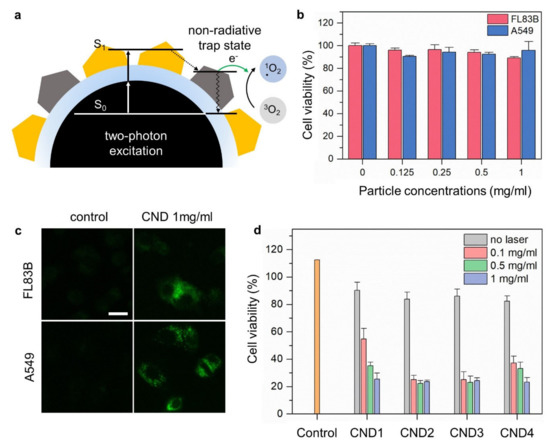Radiative and Non-Radiative Decay Pathways in Carbon Nanodots toward ...