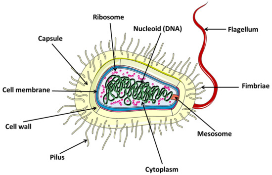Bacteria-Assisted Transport of Nanomaterials to Improve Drug Delivery ...