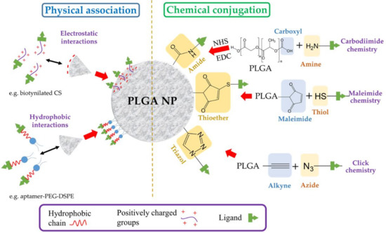 Recent Advances in the Surface Functionalization of PLGA-Based ...