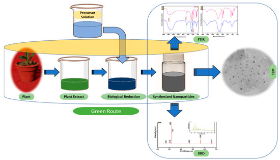 Nanomaterials | Free Full-Text | Green Nanotechnology: Plant-Mediated Nanoparticle Synthesis and ...