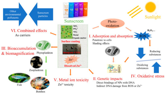 Environmental Fate and Toxicity of Sunscreen-Derived Inorganic Ultraviolet Filters in Aquatic ...