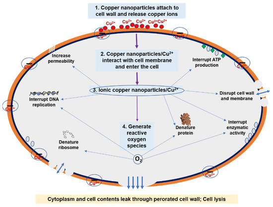 Nanomaterials | Free Full-Text | Application of Copper Nanoparticles in ...