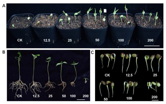 The Effects of Graphene-Family Nanomaterials on Plant Growth: A Review