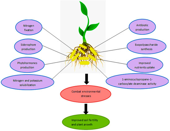 Improvement of Plant Responses by Nanobiofertilizer: A Step towards ...