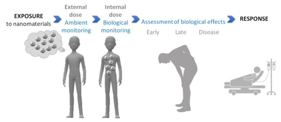 Experimental and Computational Nanotoxicology—Complementary Approaches for Nanomaterial Hazard ...