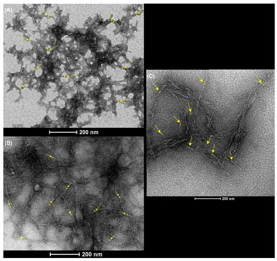 Nanomaterials | Free Full-Text | Analysis of the In Vitro Toxicity of Nanocelluloses in Human ...