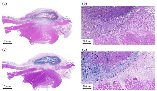An Implantable Magneto-Responsive Poly(aspartamide) Based Electrospun ...