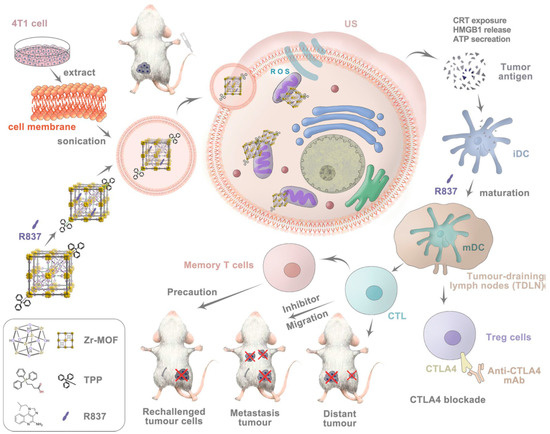 Biomimetic Nanomaterials: Diversity, Technology, and Biomedical ...