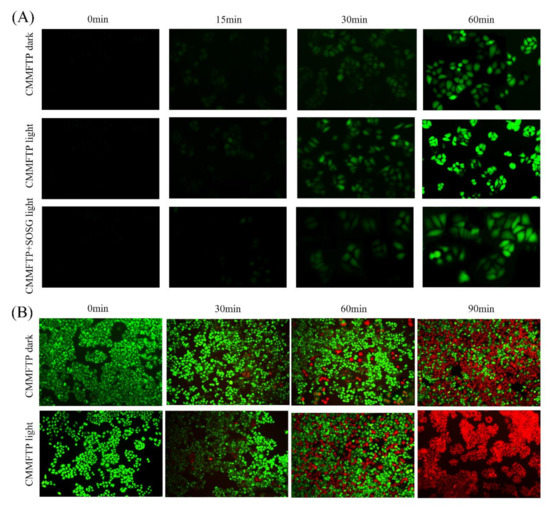Self-Supply Oxygen ROS Reactor via Fenton-like Reaction and Modulating ...