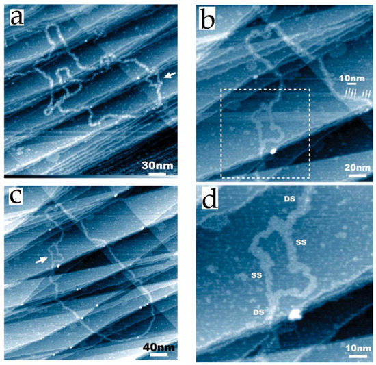 Nanomaterials | Free Full-Text | Scanning Tunneling Microscopy of Biological Structures: An ...