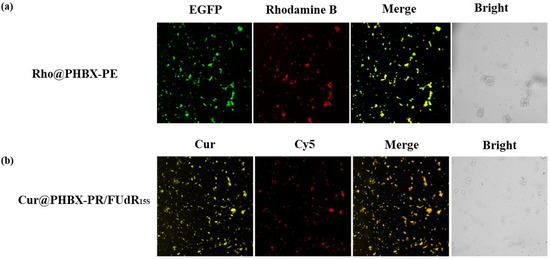Amphiphilic Cationic Peptide-Coated PHA Nanosphere as an Efficient ...