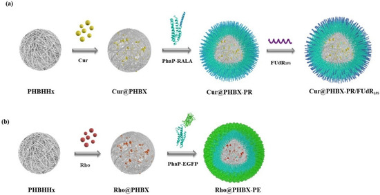 Amphiphilic Cationic Peptide-Coated PHA Nanosphere as an Efficient ...