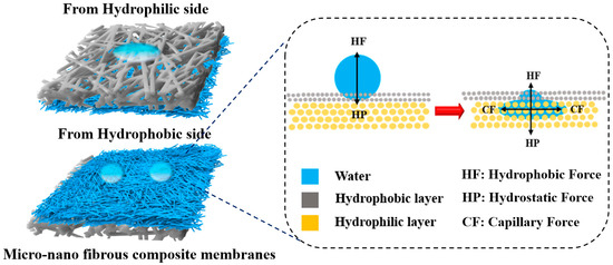 Highly Breathable and Abrasion-Resistant Membranes with Micro-/Nano ...