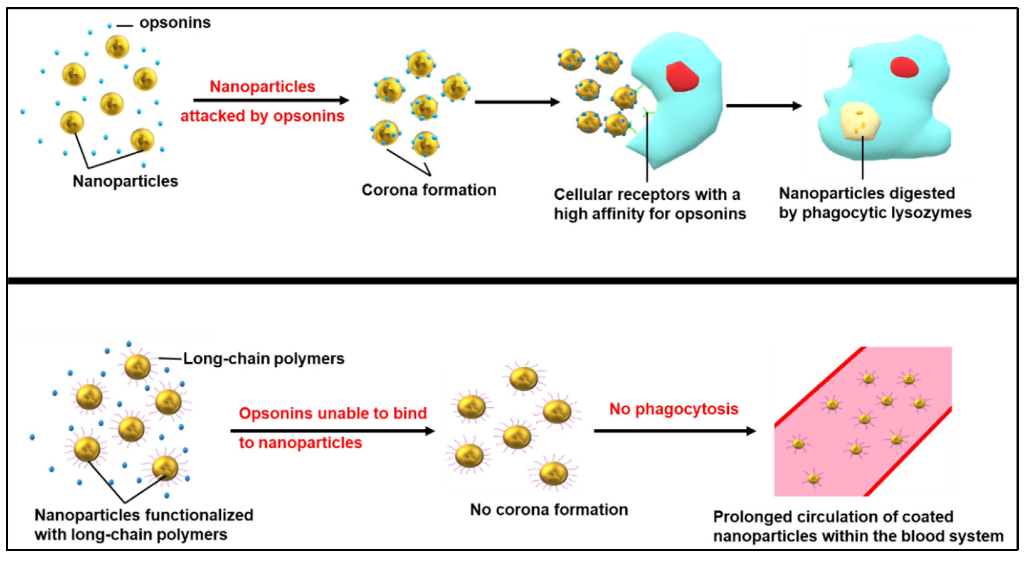 The Potential of Curcumin-Capped Nanoparticle Synthesis in Cancer ...