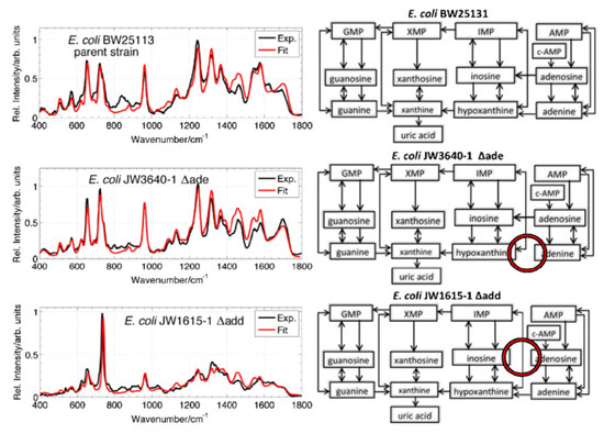 Application of SERS in the Detection of Fungi, Bacteria and Viruses