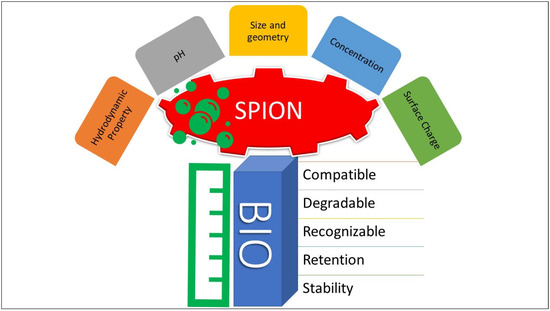 SPIONs Conjugate Supported Anticancer Drug Doxorubicin’s Delivery ...