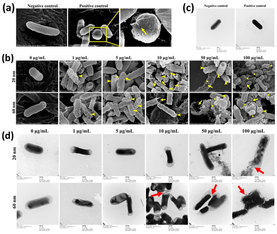 Effect of Size and Concentration of Copper Nanoparticles on the ...