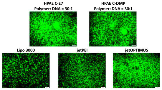 Hyperbranched Poly(β-amino ester)s (HPAEs) Structure Optimisation for ...