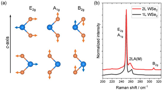 Raman Fingerprint of Interlayer Coupling in 2D TMDCs