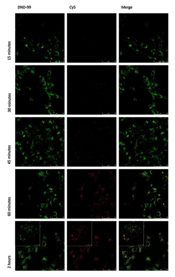 Targeting Ultrasmall Gold Nanoparticles with cRGD Peptide Increases the ...