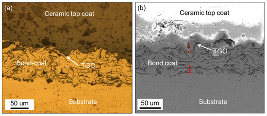Experimental Study of the Thermally Grown Oxide and Interface of ...