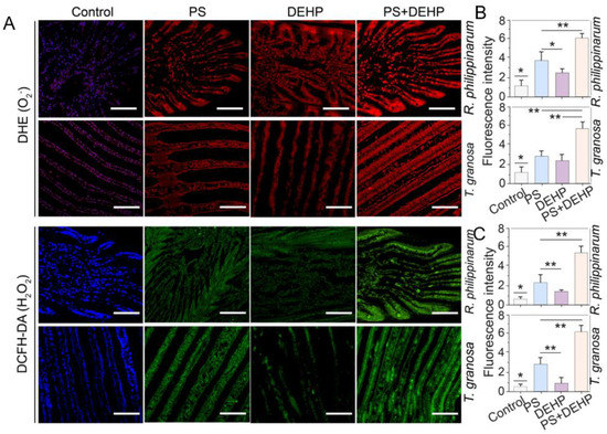Short-Term Exposure to MPs and DEHP Disrupted Gill Functions in Marine ...