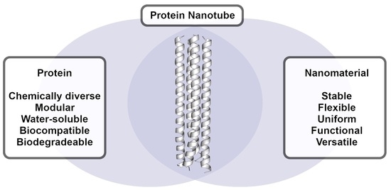 Nanomaterials | Free Full-Text | A Structural Analysis of Proteinaceous Nanotube Cavities and ...