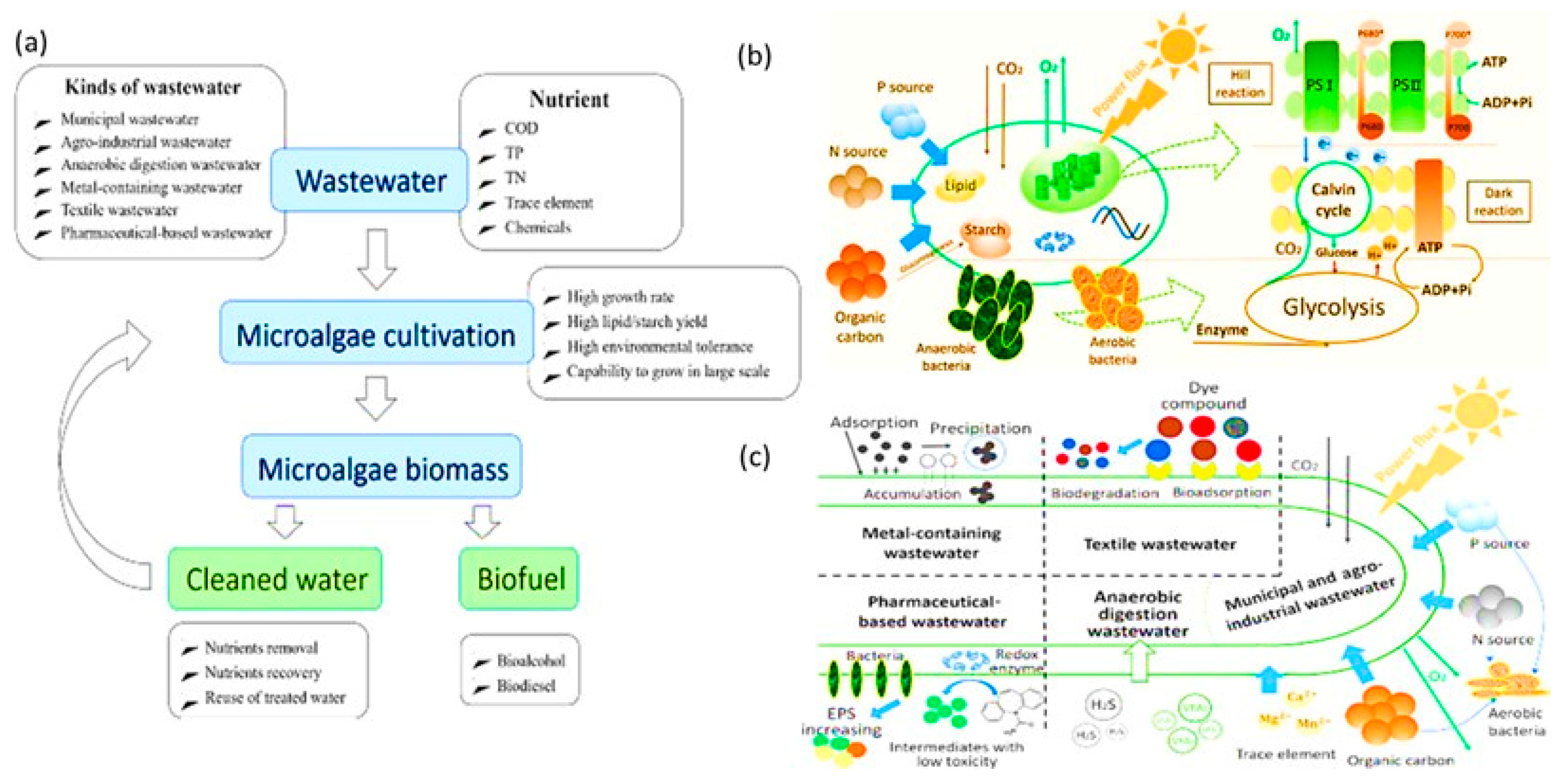 Exploring Microbial-Based Green Nanobiotechnology for Wastewater Remediation: A Sustainable Strategy
