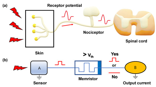 Memristors with Nociceptor Characteristics Using Threshold Switching of Pt/HfO2/TaOx/TaN Devices