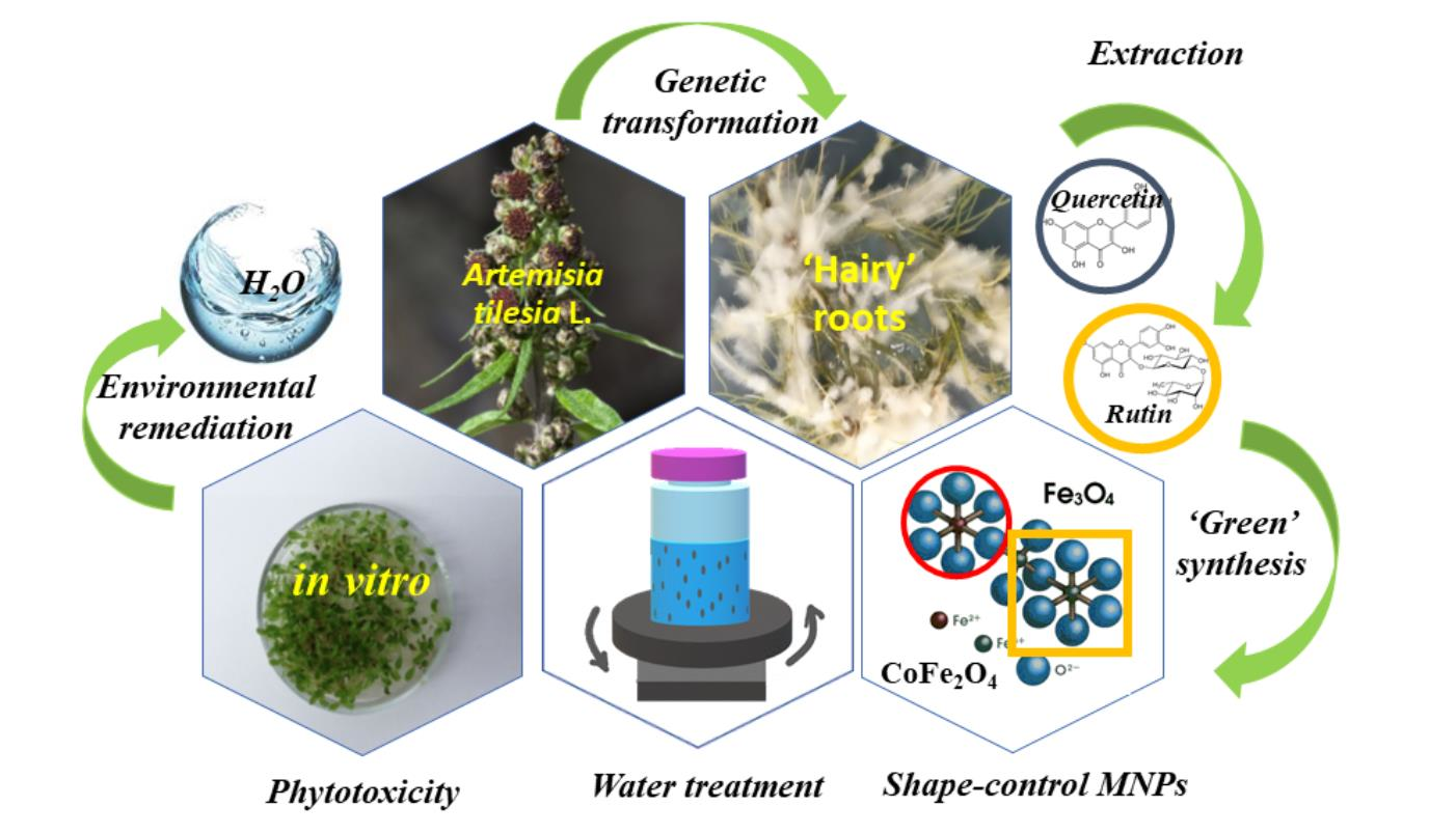Nanomaterials | Free Full-Text | Morphology-Controlled Green Synthesis of Magnetic Nanoparticles ...