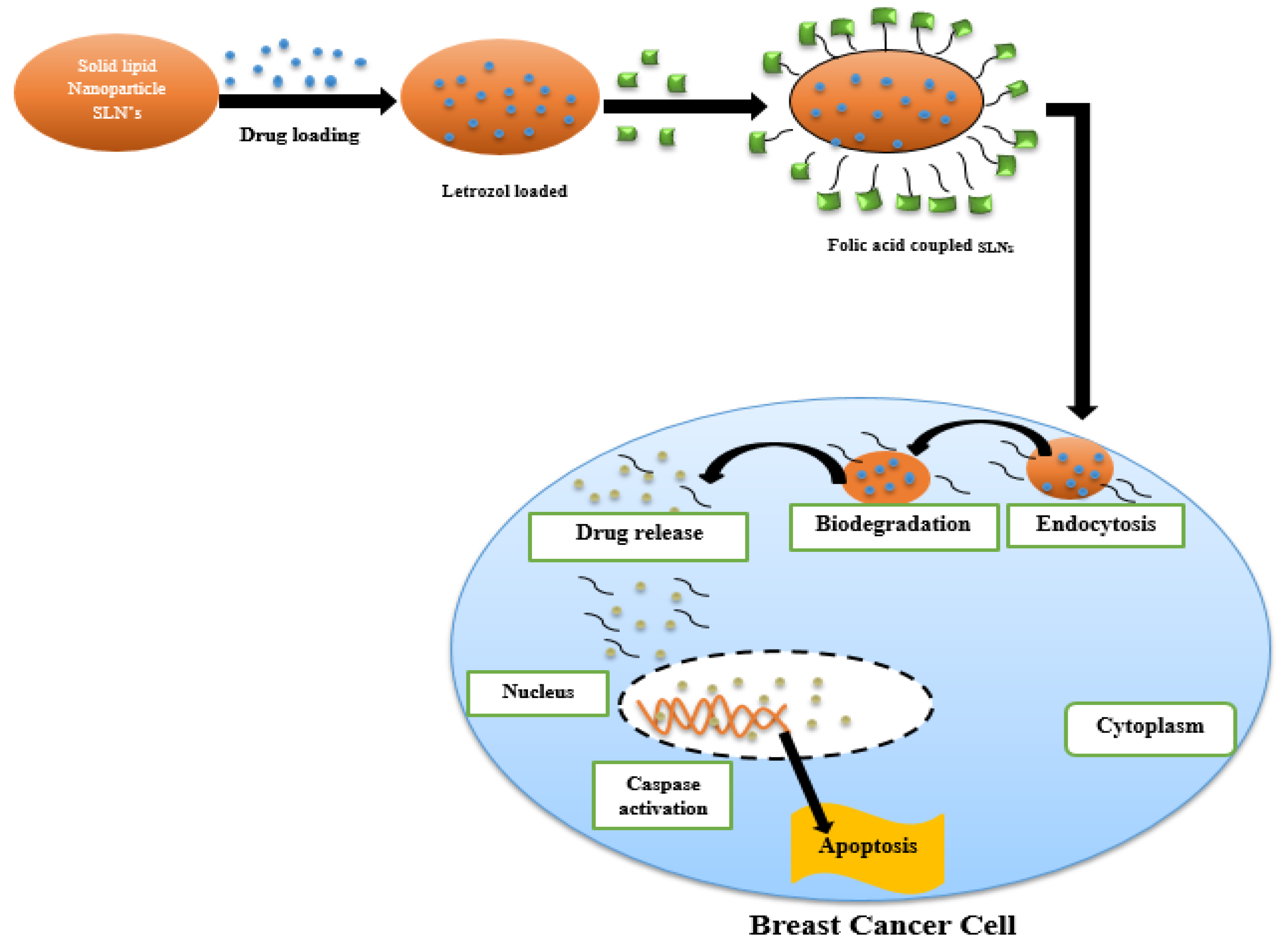 Nanomaterials Free Full Text Nanoparticles In Drug Delivery From