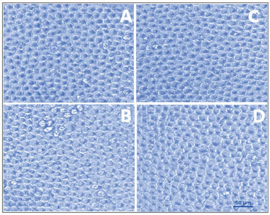 Formulation, Optimization and Evaluation of Cytarabine-Loaded Iron Oxide Nanoparticles: From In ...