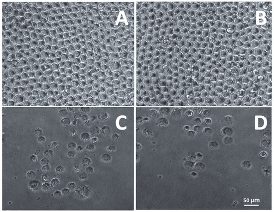 Formulation, Optimization and Evaluation of Cytarabine-Loaded Iron Oxide Nanoparticles: From In ...