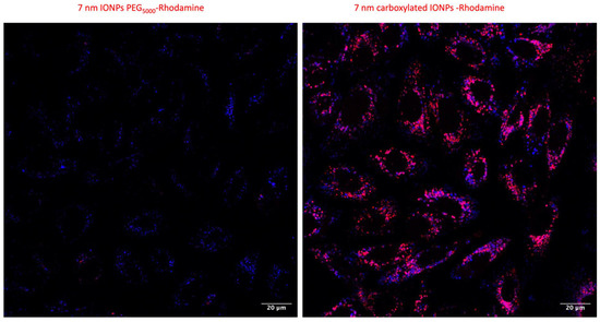 Advances in the Mechanistic Understanding of Iron Oxide Nanoparticles ...