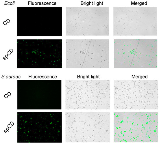 Primary Amine Functionalized Carbon Dots for Dead and Alive Bacterial ...
