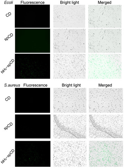Primary Amine Functionalized Carbon Dots for Dead and Alive Bacterial ...