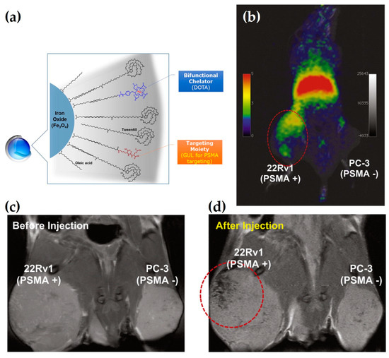 Radiolabeled Iron Oxide Nanoparticles as Dual Modality Contrast Agents ...