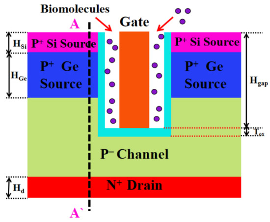 Study on the Simulation of Biosensors Based on Stacked Source Trench Gate TFET