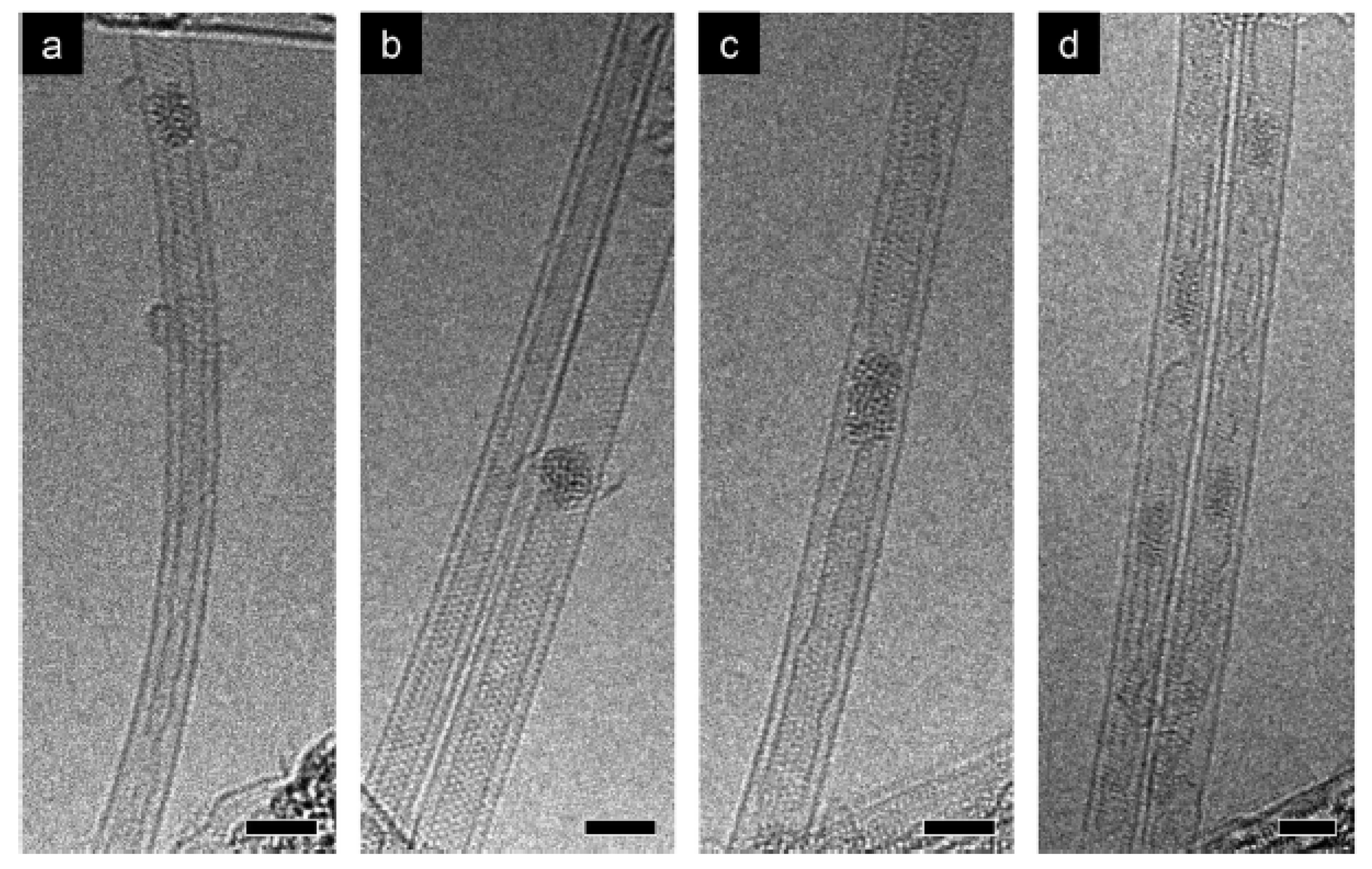 Metallocene-Filled Single-Walled Carbon Nanotube Hybrids