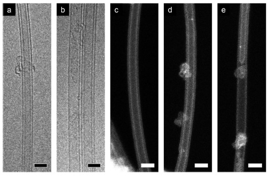 Metallocene-Filled Single-Walled Carbon Nanotube Hybrids